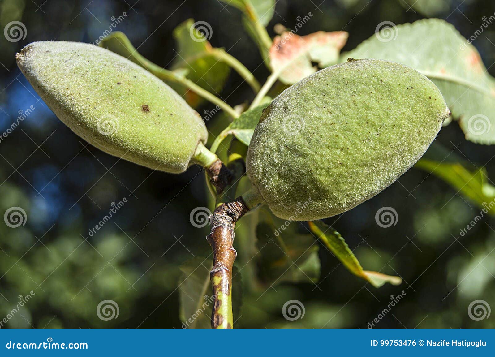 Almonds in the Tree, Natural Almonds, Almonds Began To Mature, Almond ...