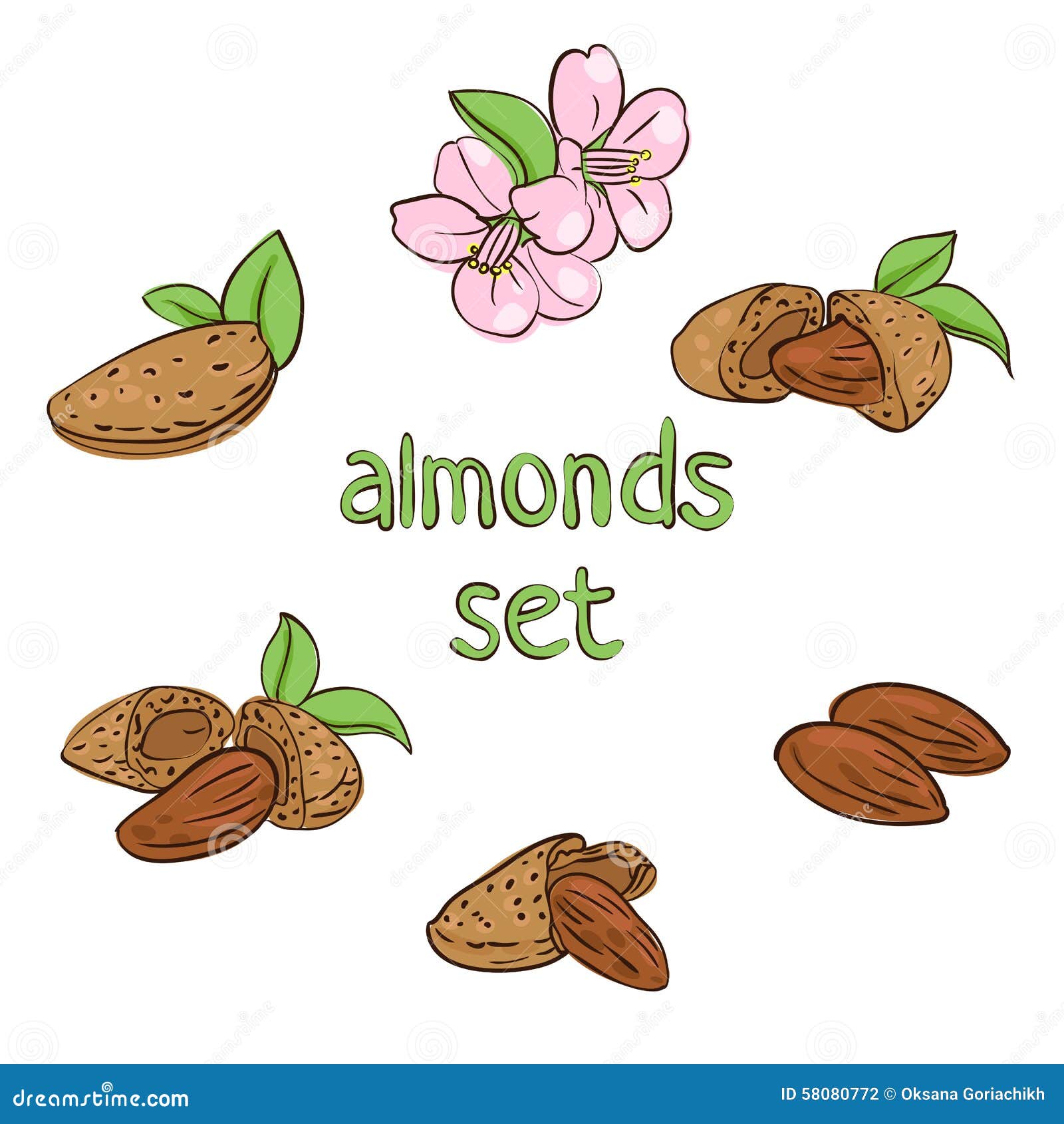 Almonds stock illustration. Illustration of botanical - 58080772