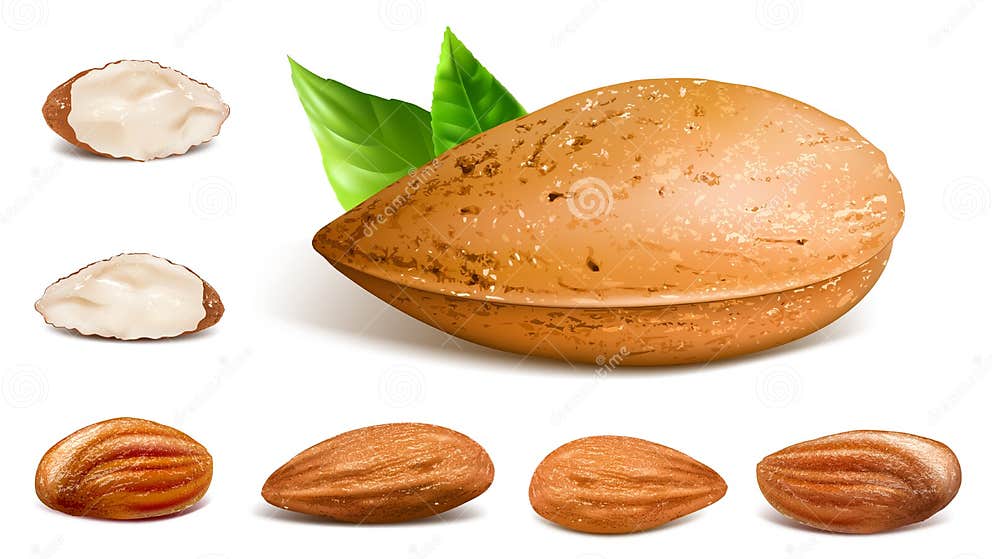 Almonds whole and kernels stock vector. Illustration of leaves - 97282338