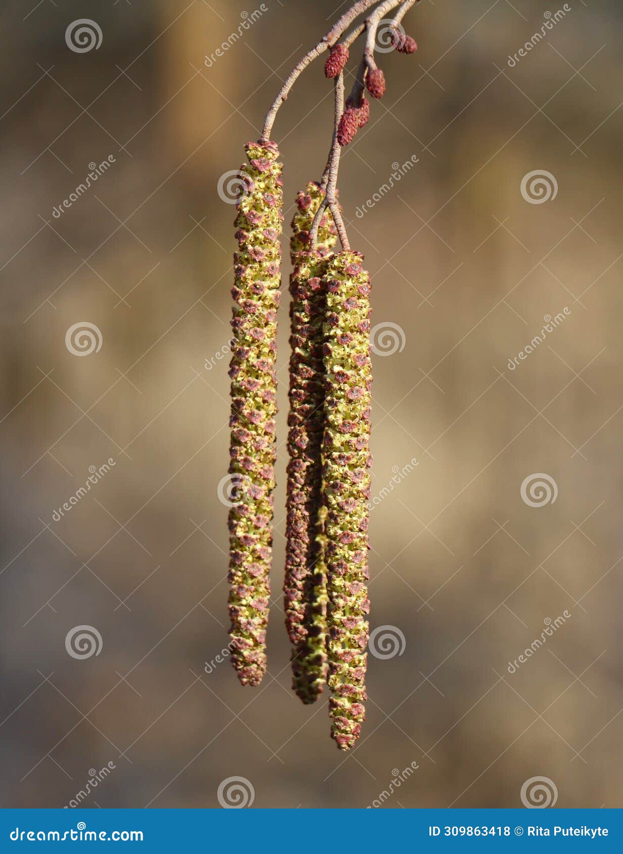 Alnus Glutinosa (common Alder) Stock Photo - Image of alnus, spring ...