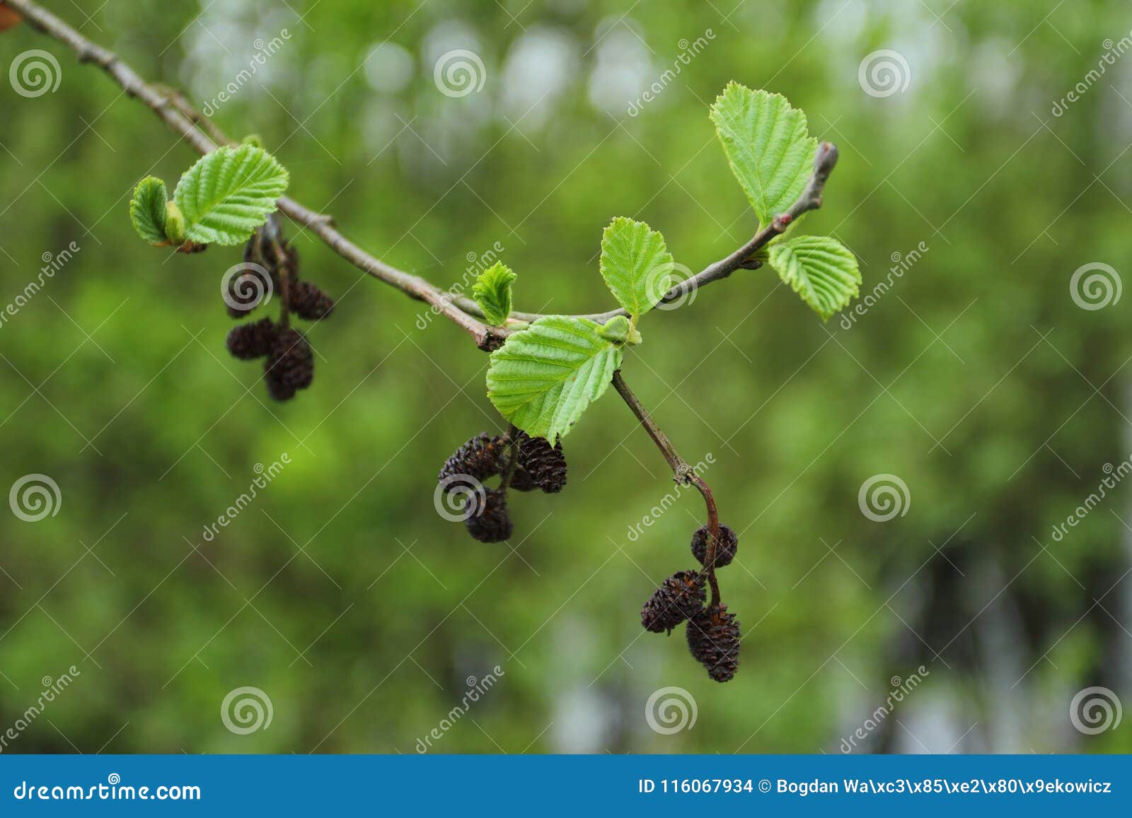 Alnus Glutinosa Tree. Branch with Fresh Leafs Stock Photo - Image of ...