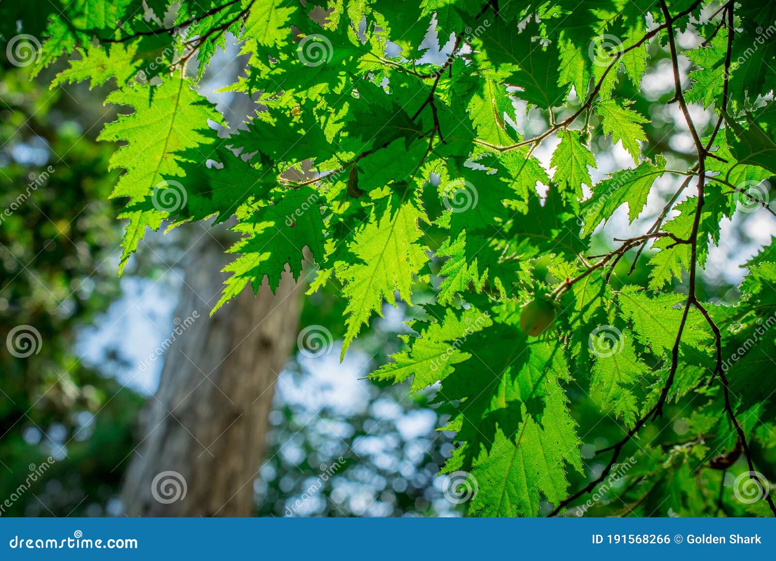 Alnus Green Leaf of an Alder Tree is Isolated on a Dark Background ...