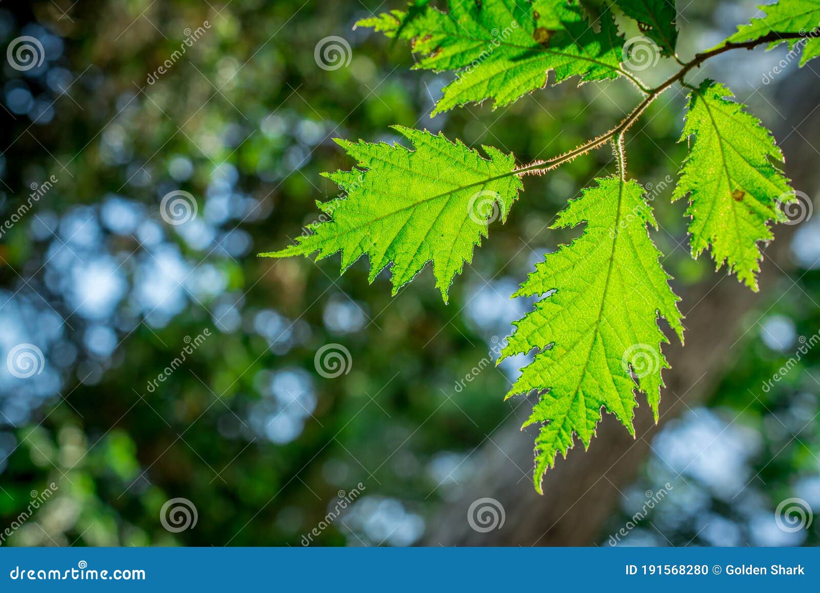 Alnus Green Leaf Of An Alder Tree Is Isolated On A Dark Background ...