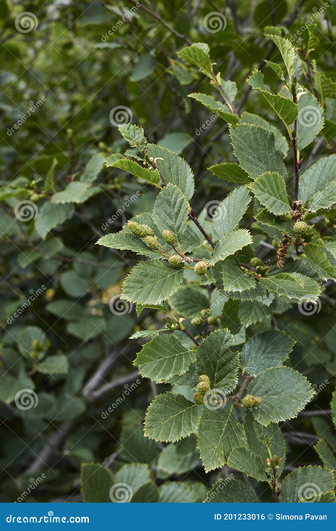 Alnus incana close up stock photo. Image of folk, leaf - 201233016
