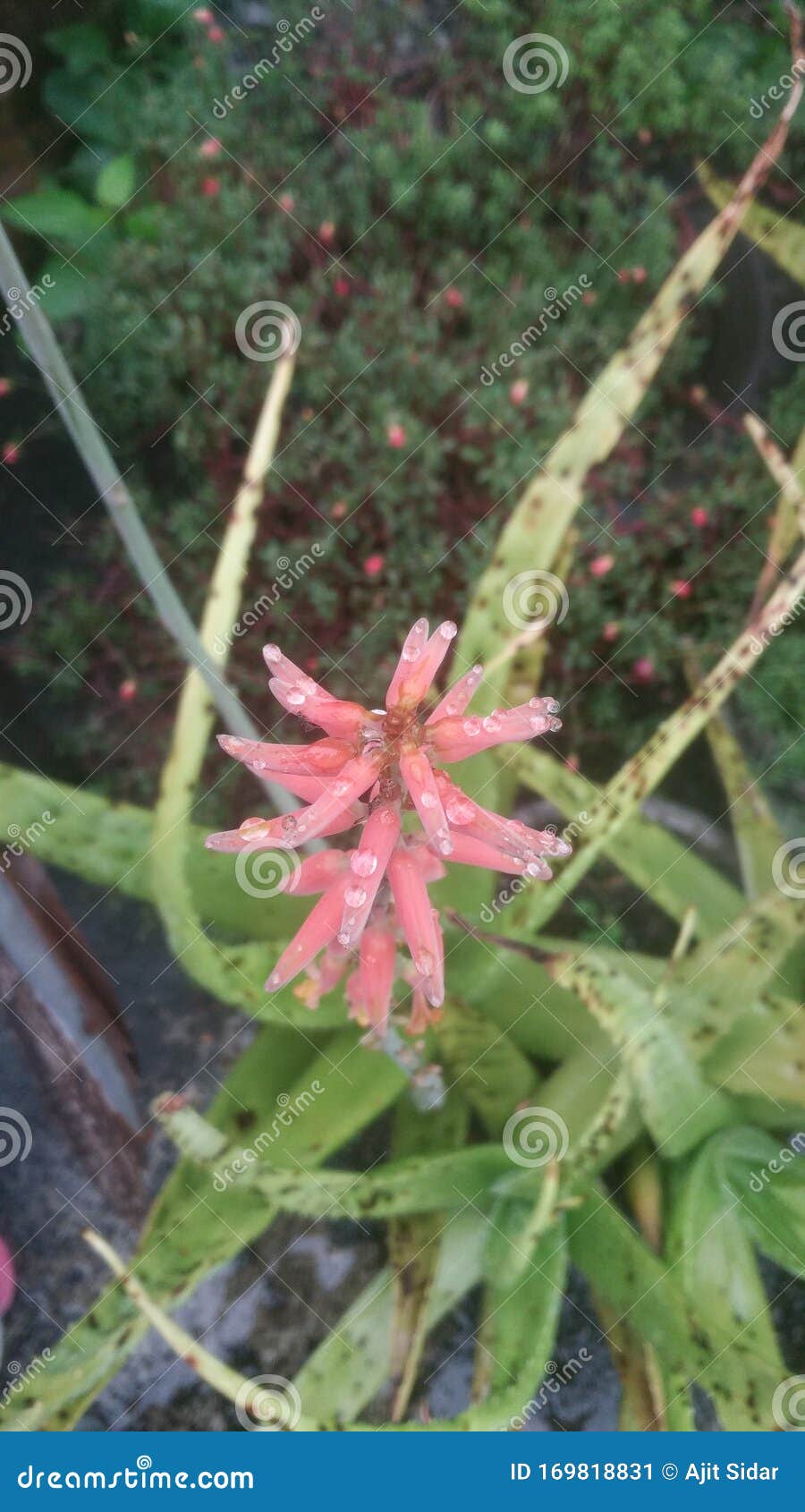 Alobera flower stock image. Image of green, alovera - 169818831