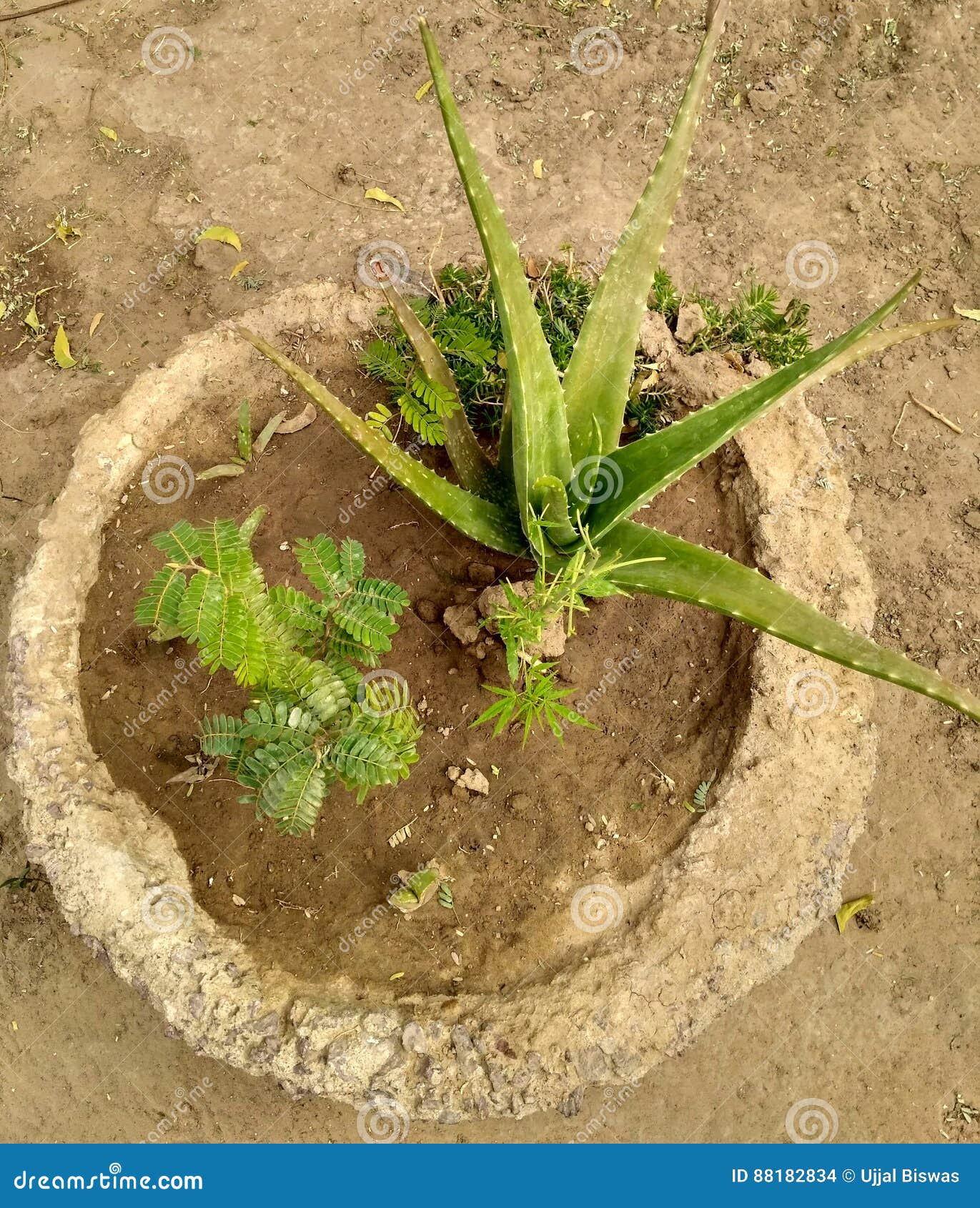 Alobera Tree Stock Photos - Free & Royalty-Free Stock Photos from ...