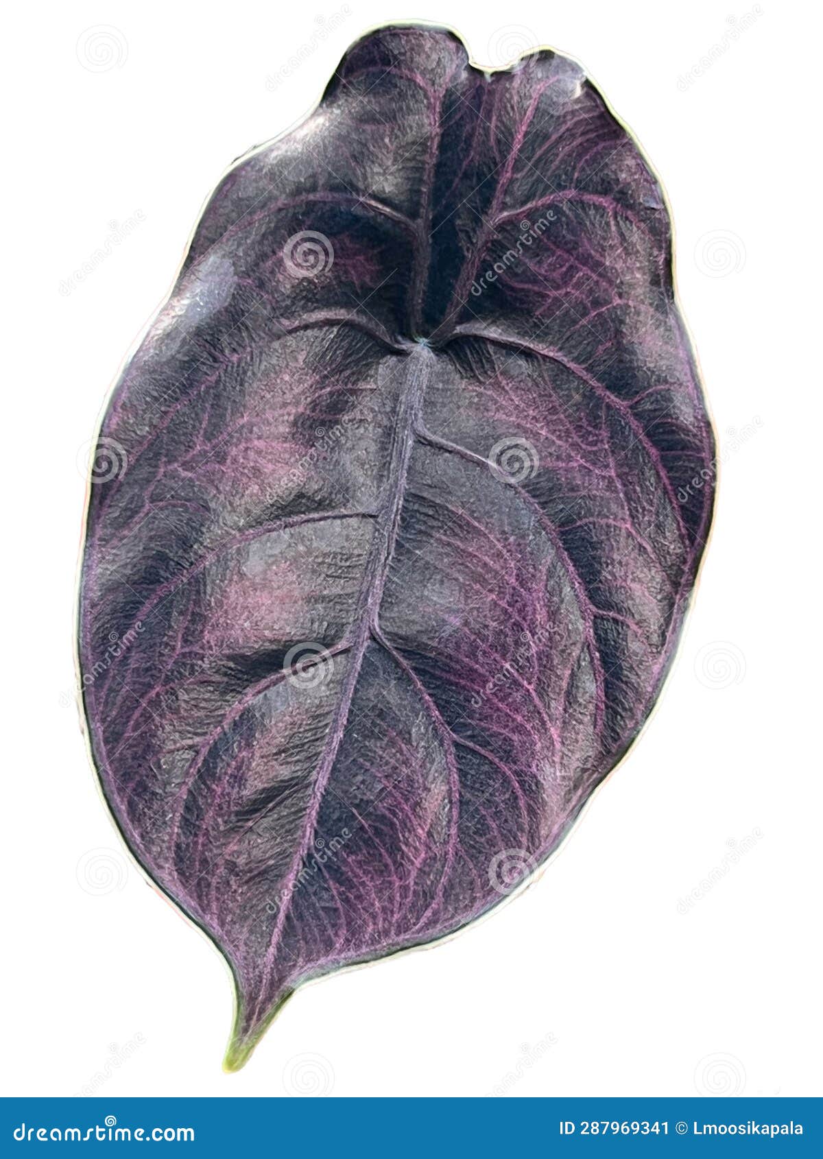 Alocasia Azlanii Leaf Isolated Stock Image - Image of beautiful ...