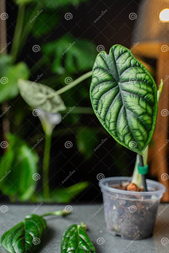 Alocasia Baginda Dragon Scale Starting To Bloom with a Tiny White ... Alocasia Baginda Dragon Scale Starting To Bloom with a Tiny White ...
