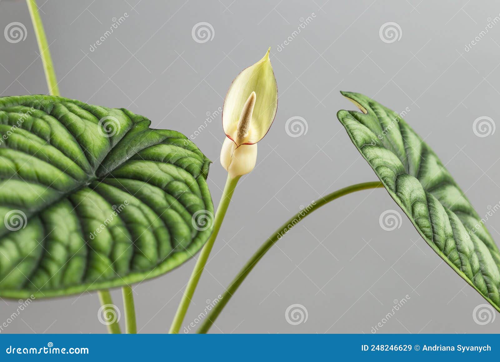 Alocasia Blooming with a Tiny White Flower Stock Image - Image of leaf ... Alocasia Blooming with a Tiny White Flower Stock Image - Image of leaf ...