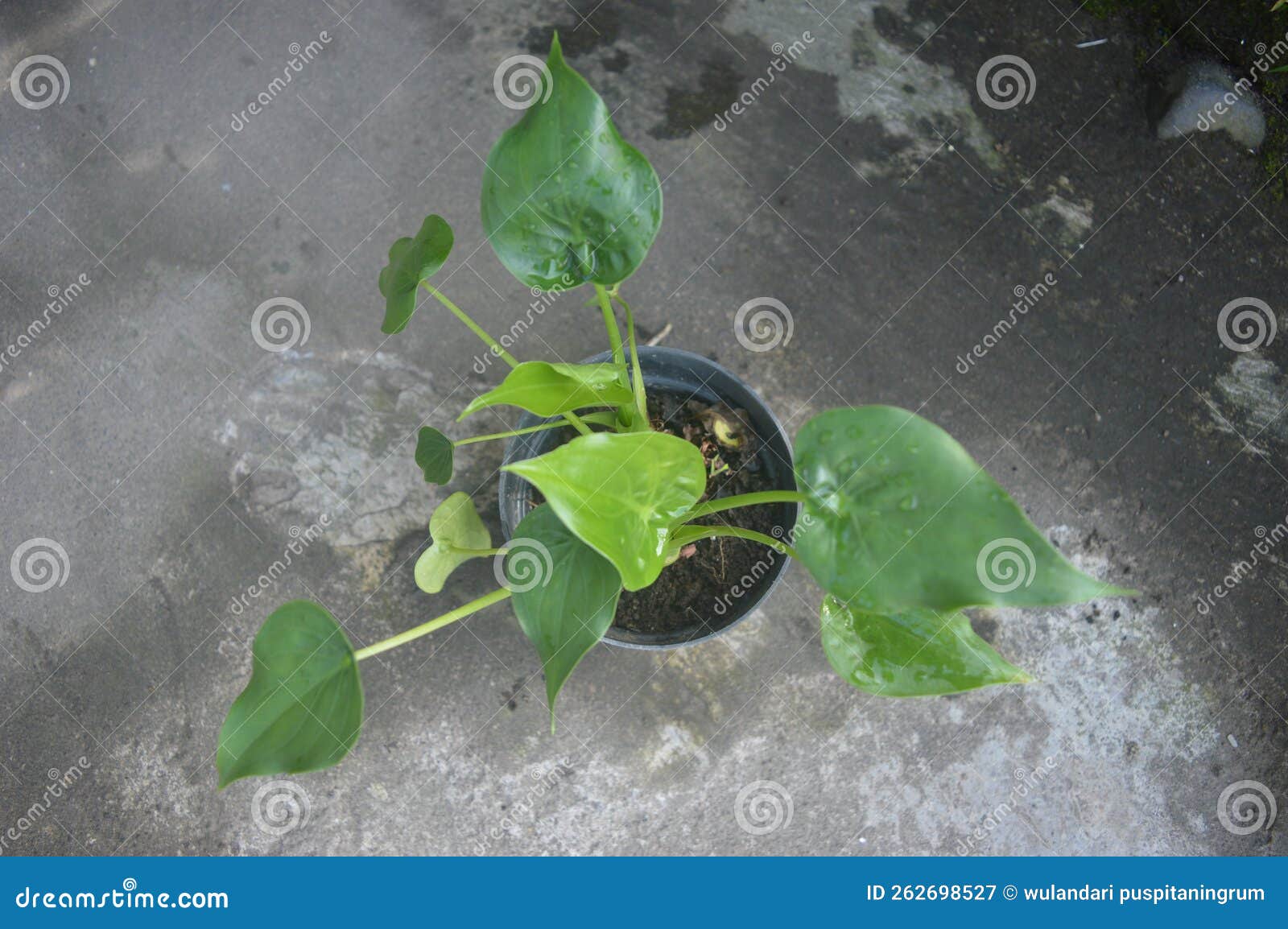 Alocasia Cucullata En La Olla Negra Imagen de archivo - Imagen de ...