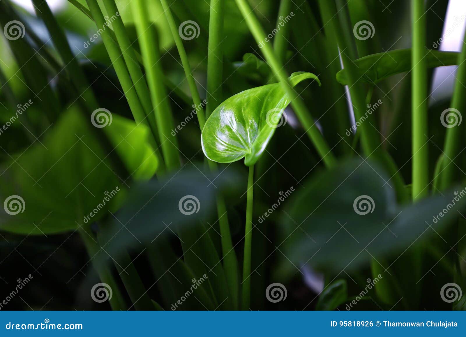 Alocasia Cucullata Or Chinese Taro Or Buddha`s Hand Or Hooded Dwarf ...