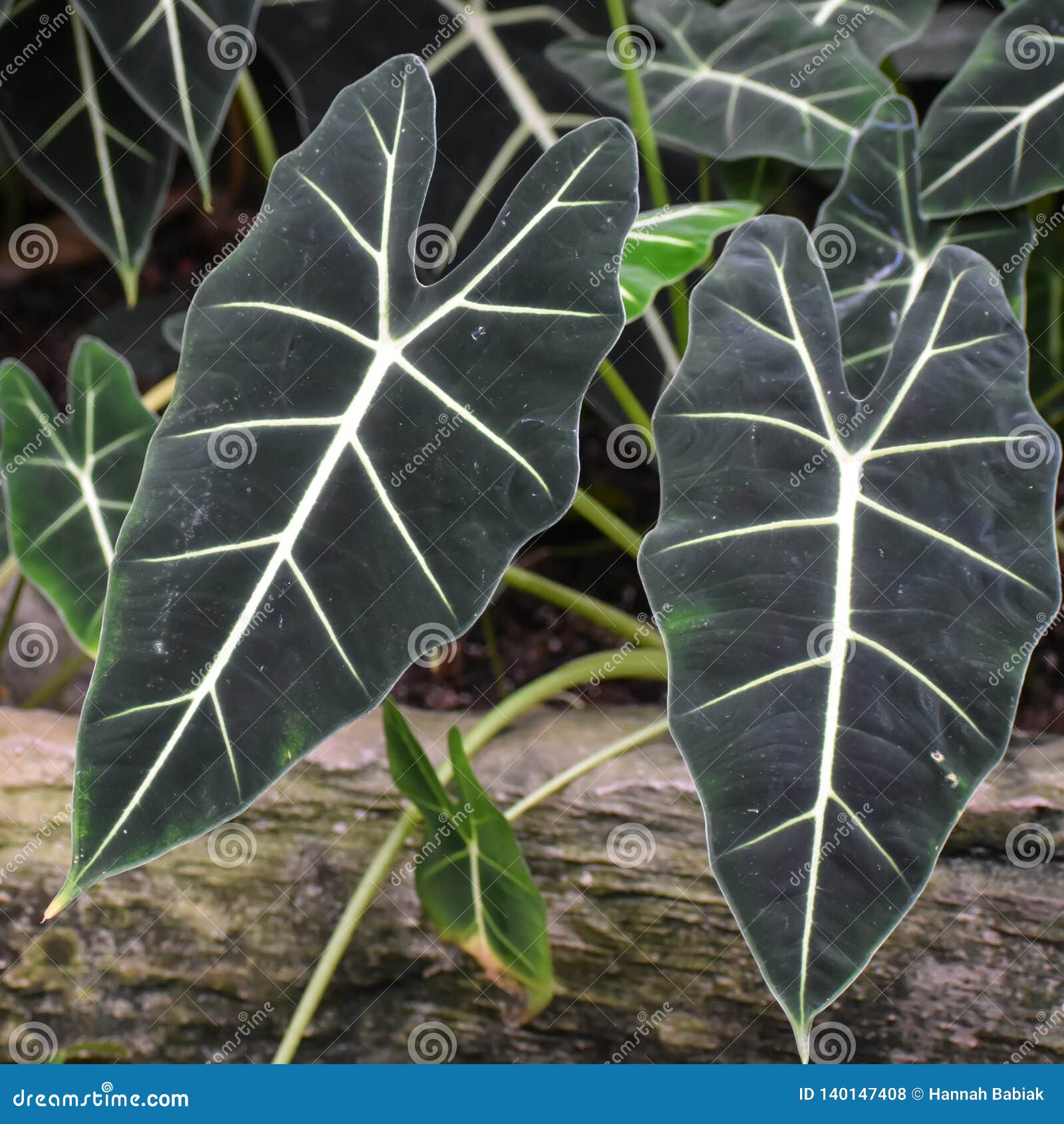 221 Elephant Ear Flowers Stock Photos - Free & Royalty-Free Stock ...