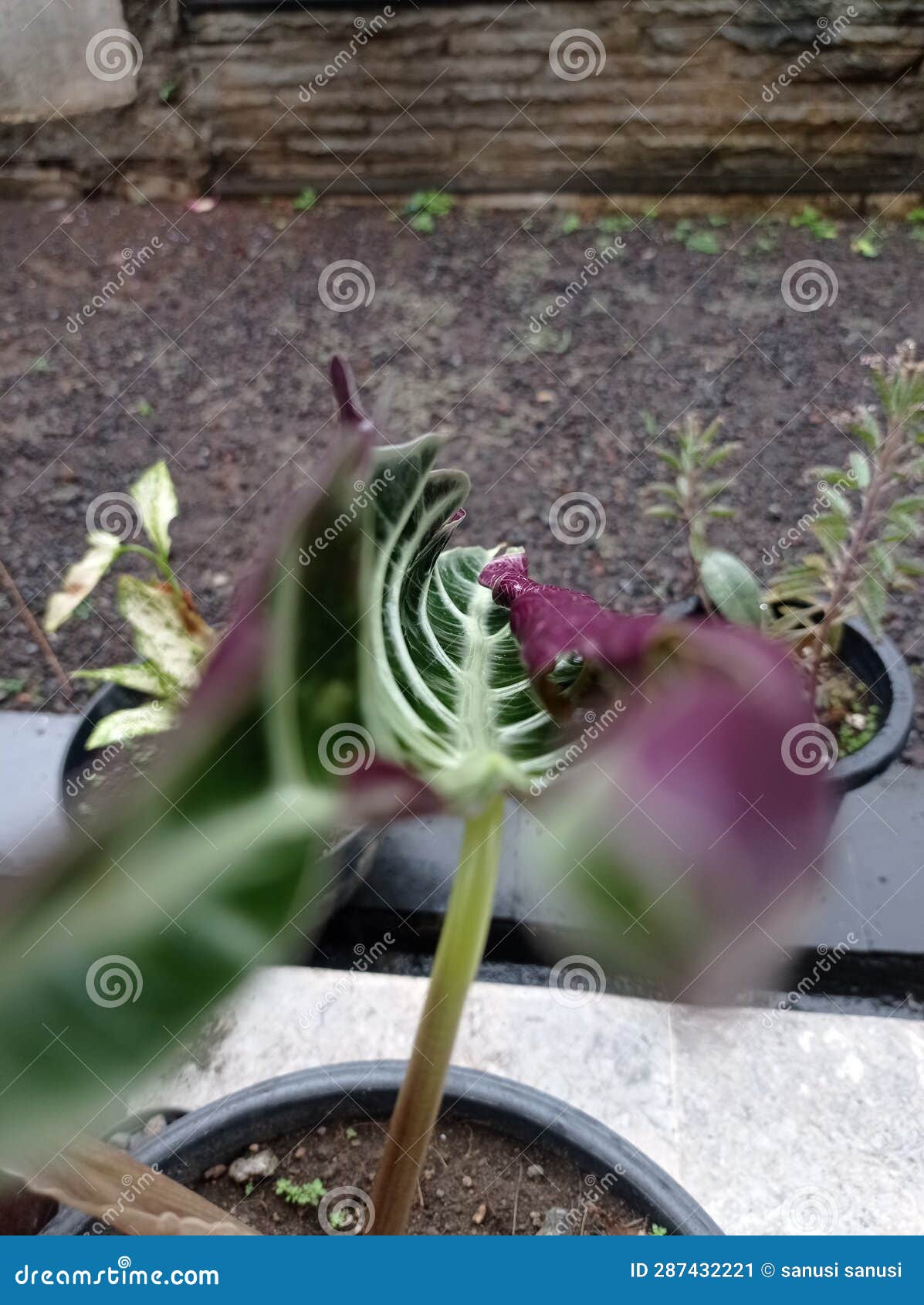 This Alocasia Plant is Also Called the Taro Skull Plant Stock Image ...