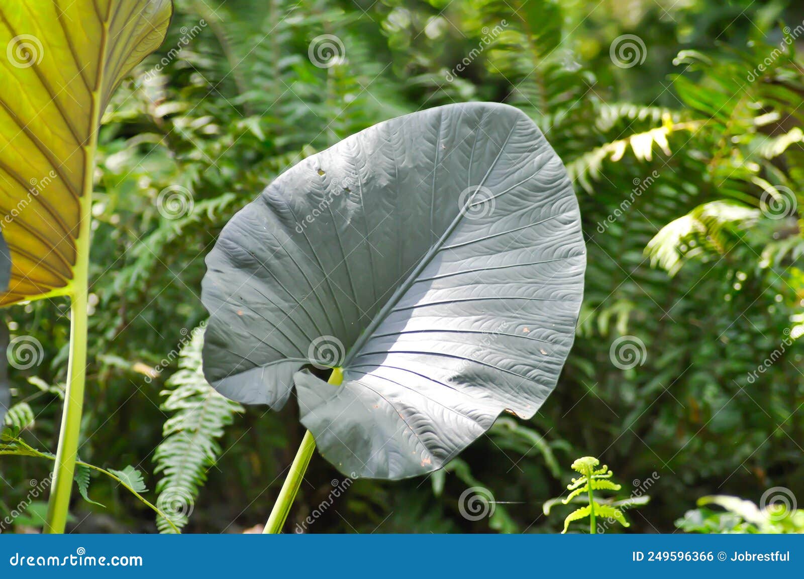 Alocasia Regal Shield ,Alocasia Plant Stock Photo - Image of natural ...