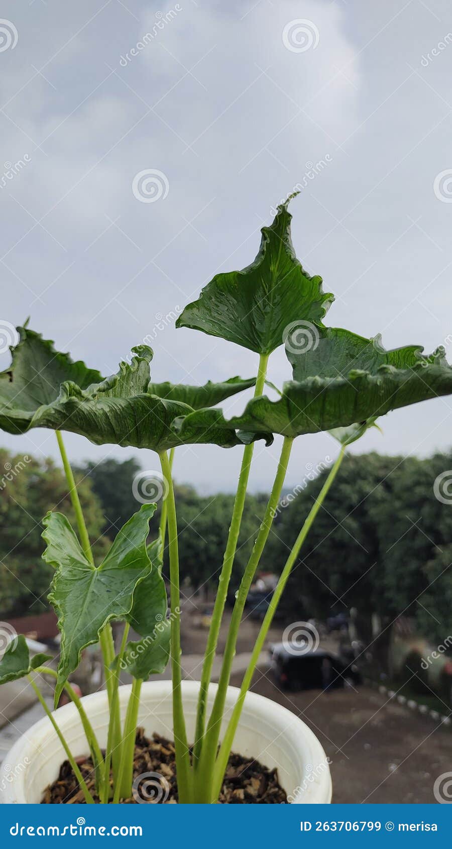Alocasia Triangularis Plant Stock Image - Image of tree, branch: 263706799