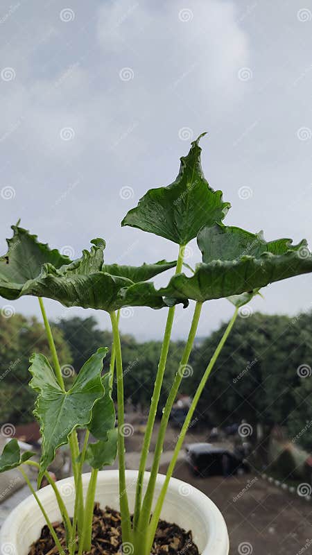 Alocasia Triangularis Plant Stock Image - Image of tree, branch: 263706799