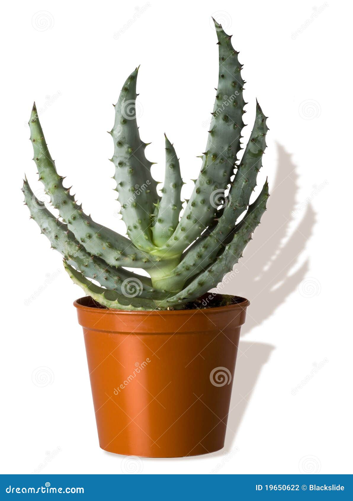 Aloe stock photo. Image of aloe, branches, thorns, plant - 19650622