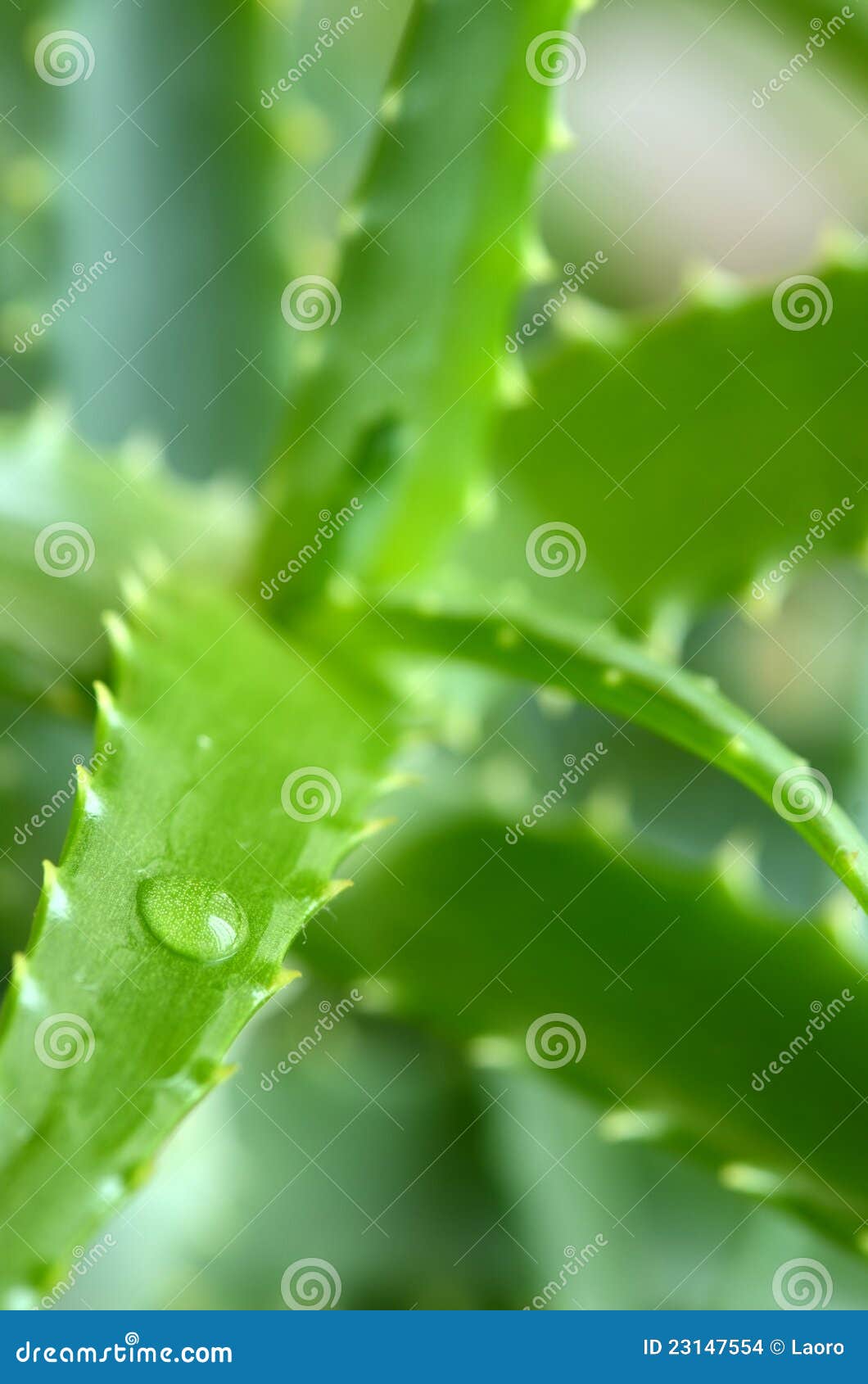 Aloe stock photo. Image of heal, leaf, health, remedy - 23147554