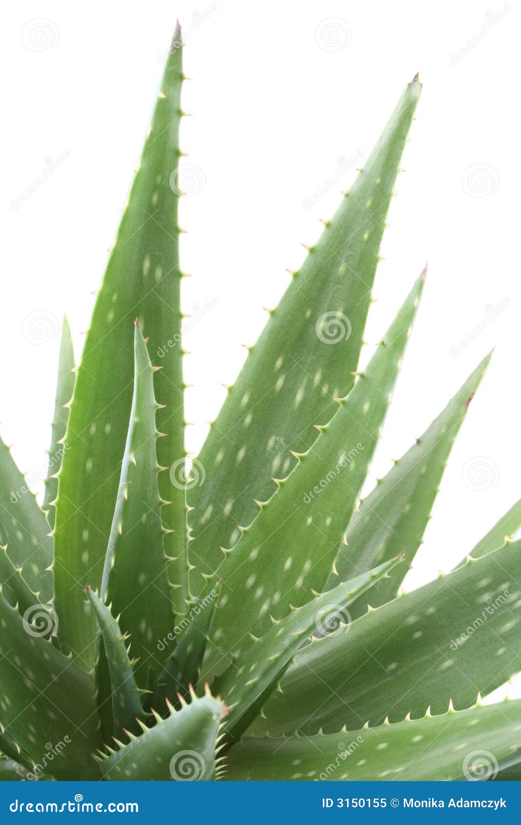 Aloe stock image. Image of herbal, health, dermatology - 3150155