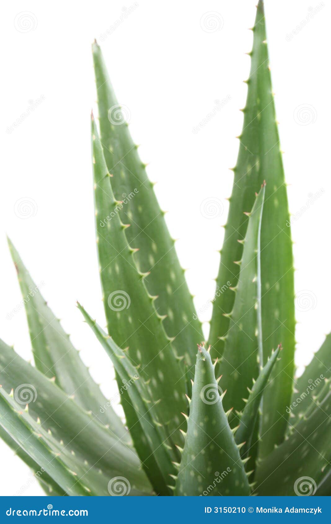 Aloe stock photo. Image of pharmacy, stem, cactus, medicine - 3150210