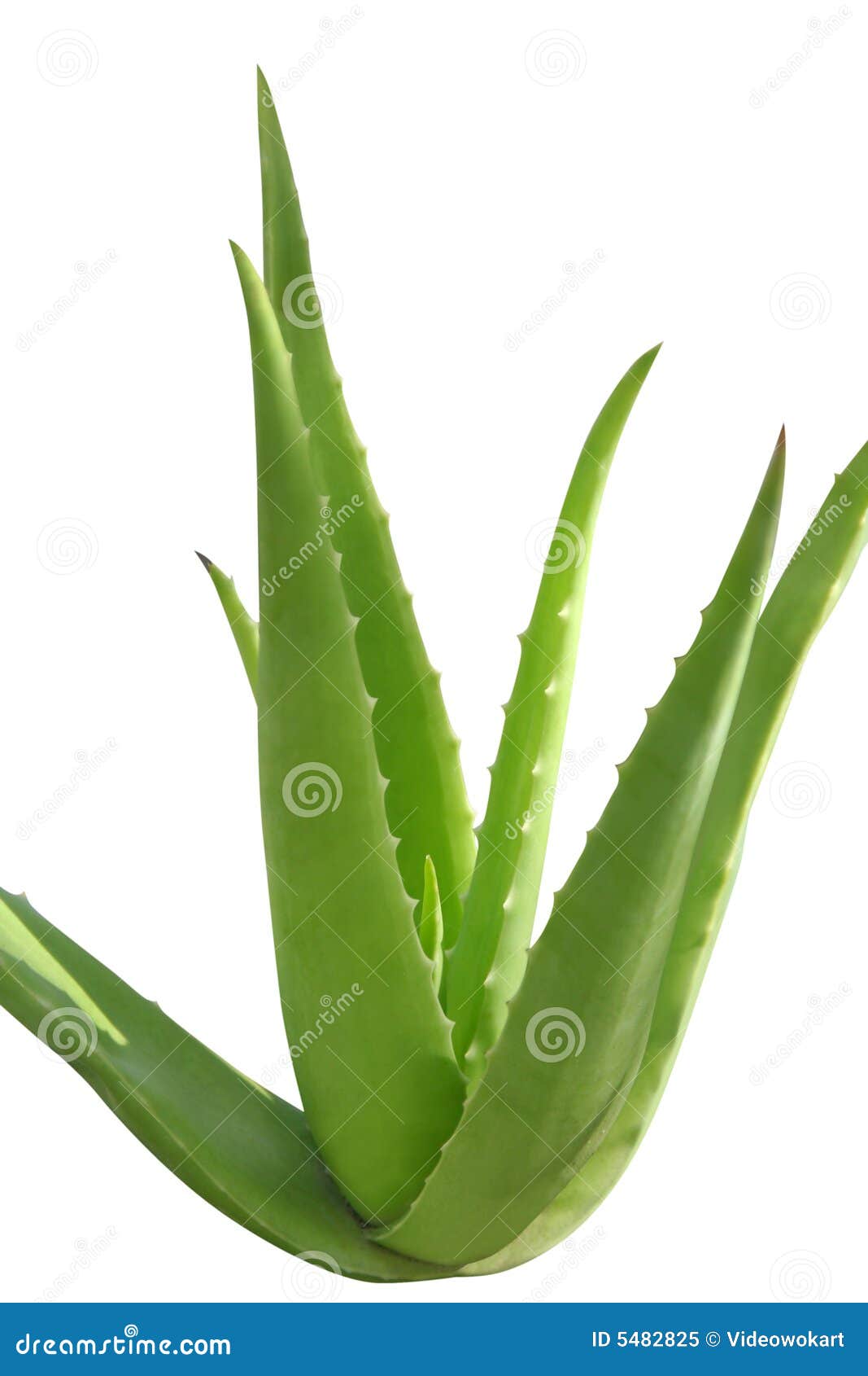 Aloe stock image. Image of indoors, pure, medicine, isolated - 5482825