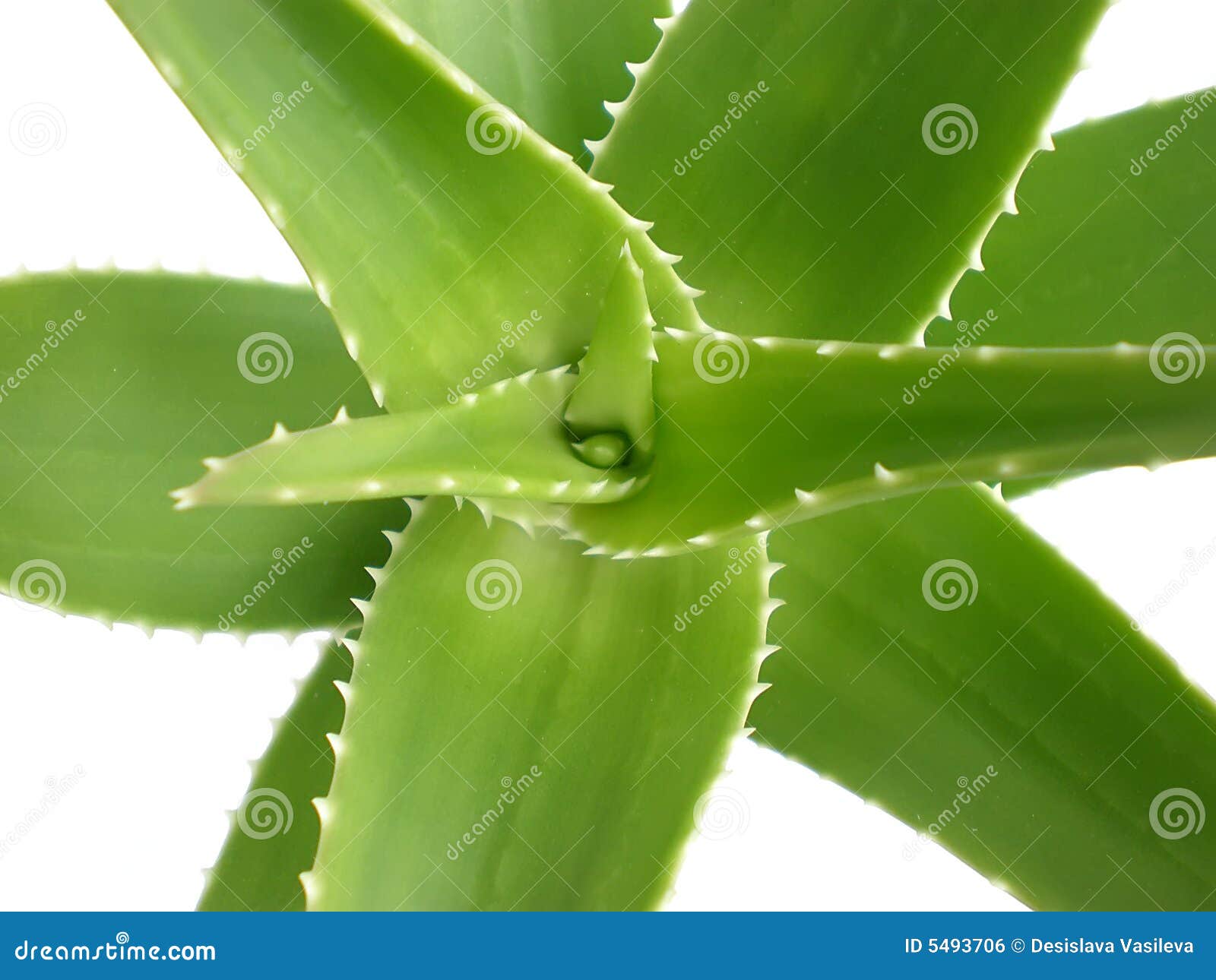 Aloe stock photo. Image of heal, focus, detailed, grow - 5493706