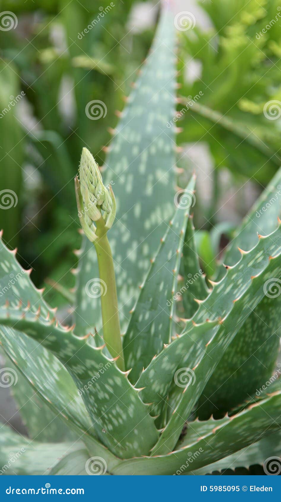 Aloe stock image. Image of green, medicinal, succulent - 5985095