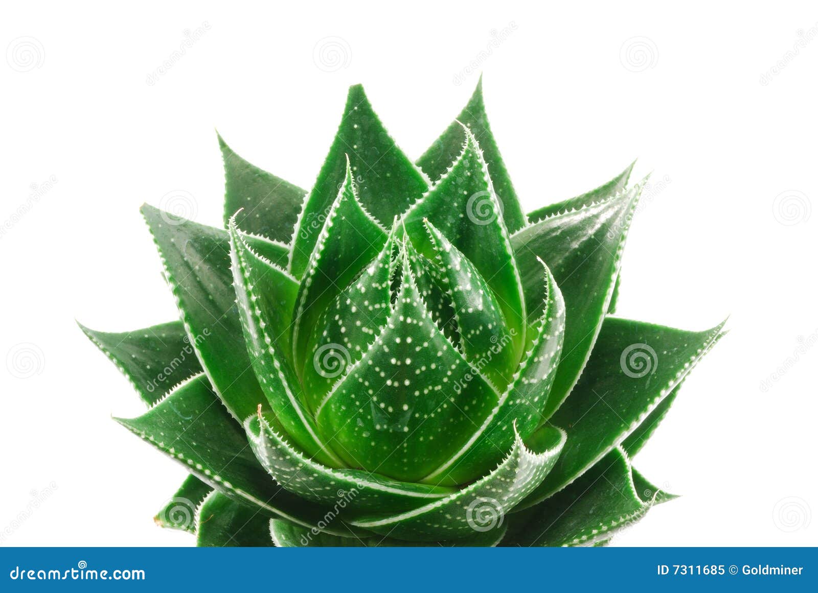 Aloe stock image. Image of cosmetics, detailed, botany - 7311685