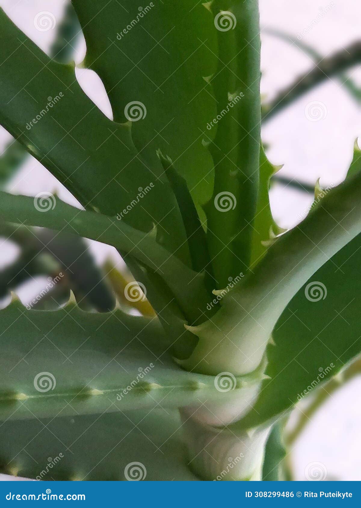 Aloe Arborescens (torch Aloe) Stock Photo - Image of bush, torch: 308299486