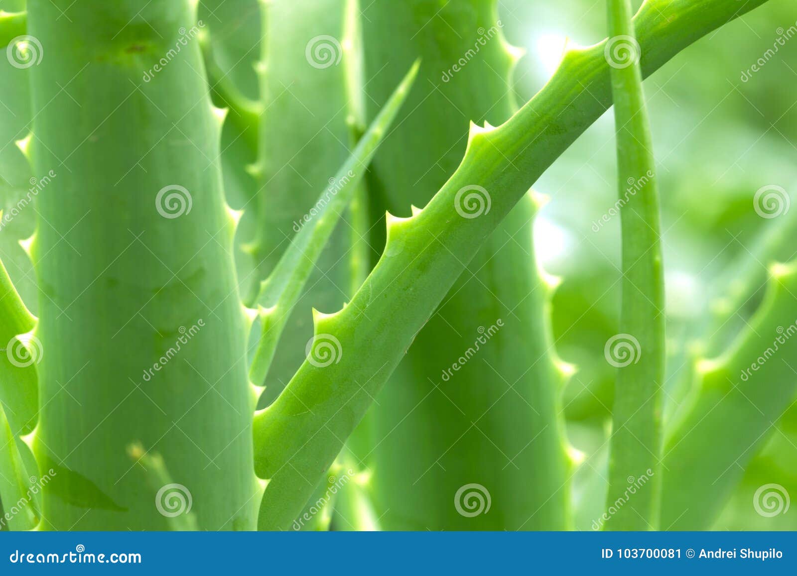 Aloe Beautiful in Nature. Macro Stock Image - Image of color, origin ...