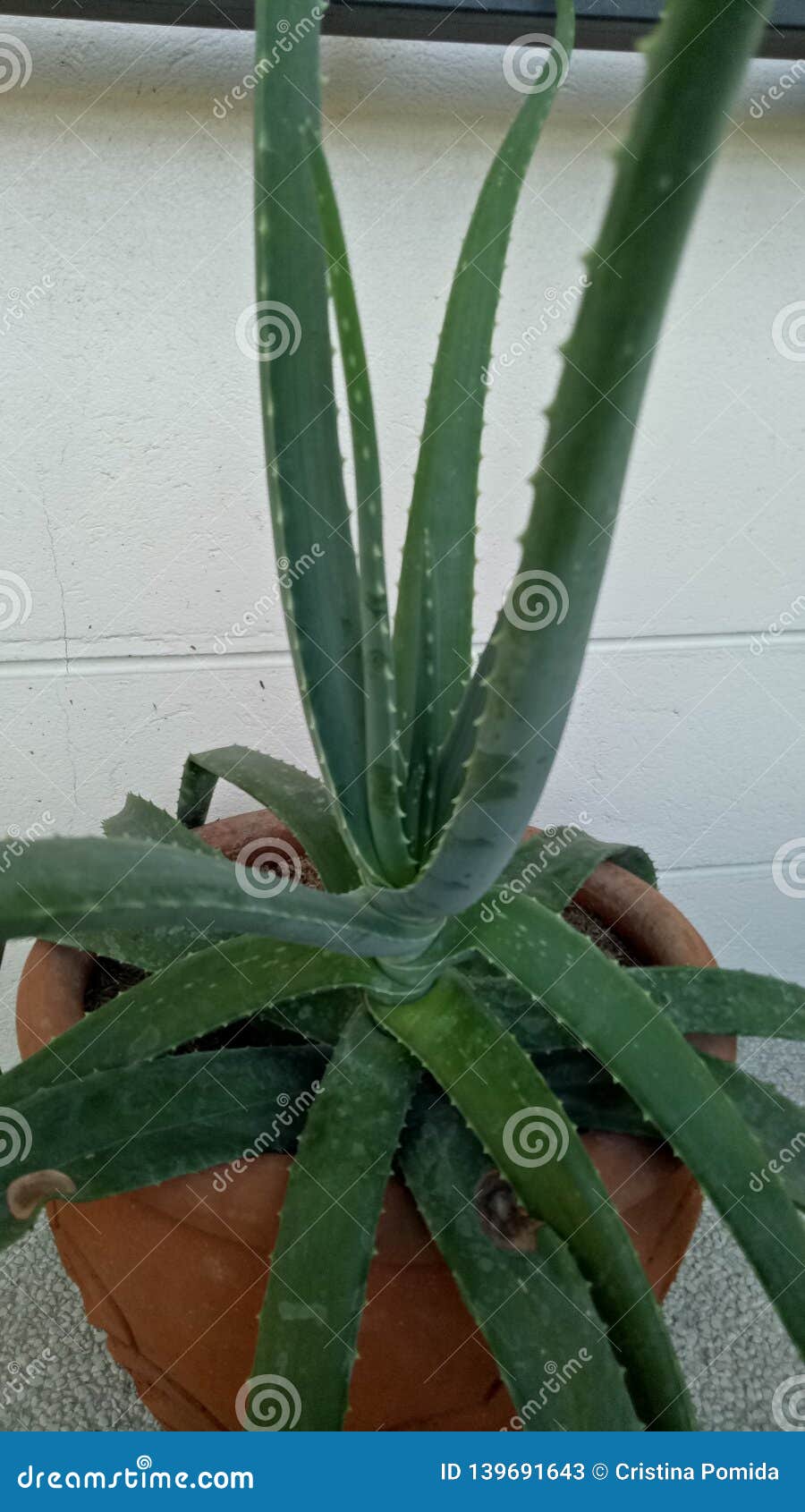 Aloe stock image. Image of plant, inside, beautiful - 139691643