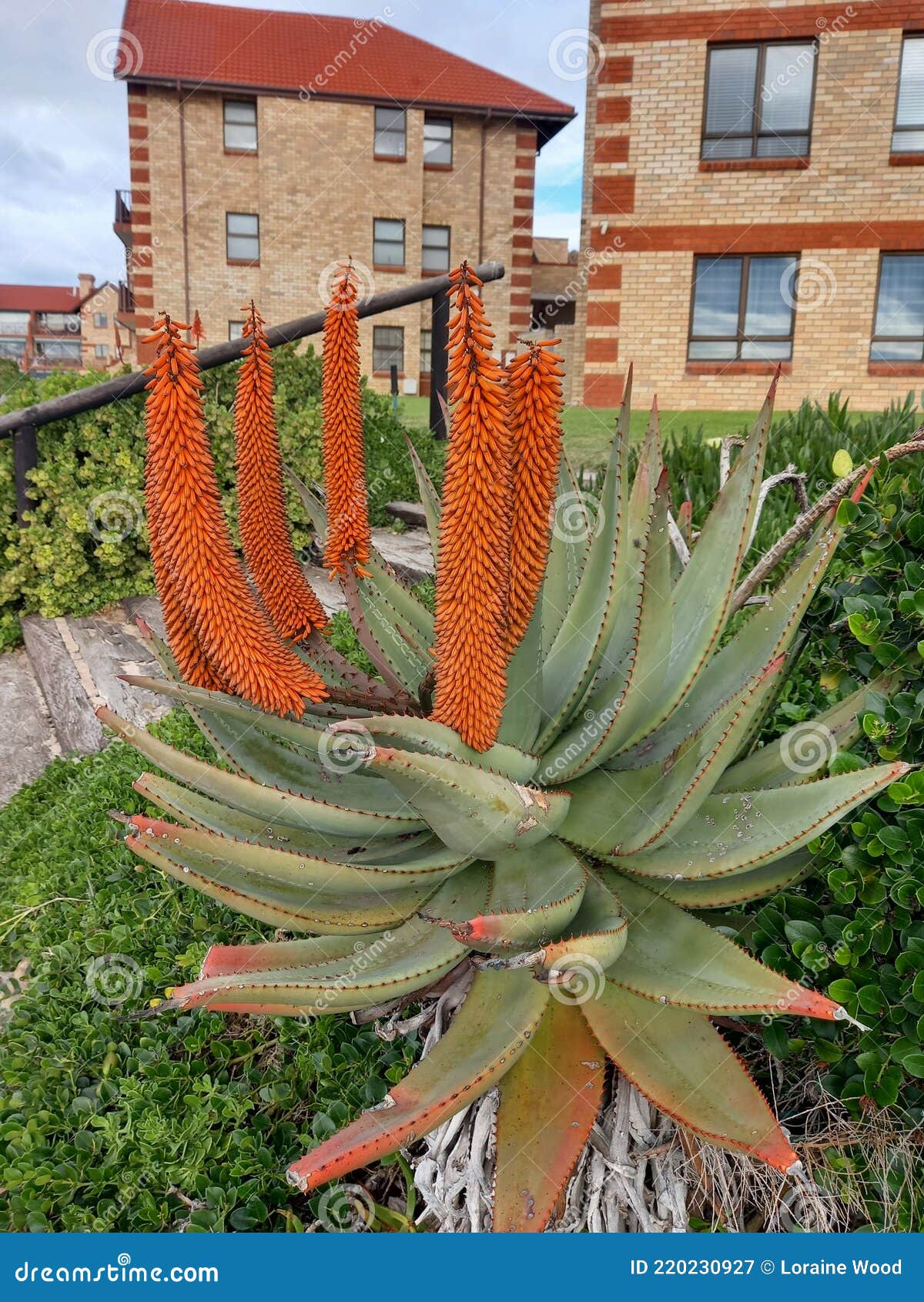 Aloe in Bloom stock image. Image of plant, bloom, southafrica - 220230927