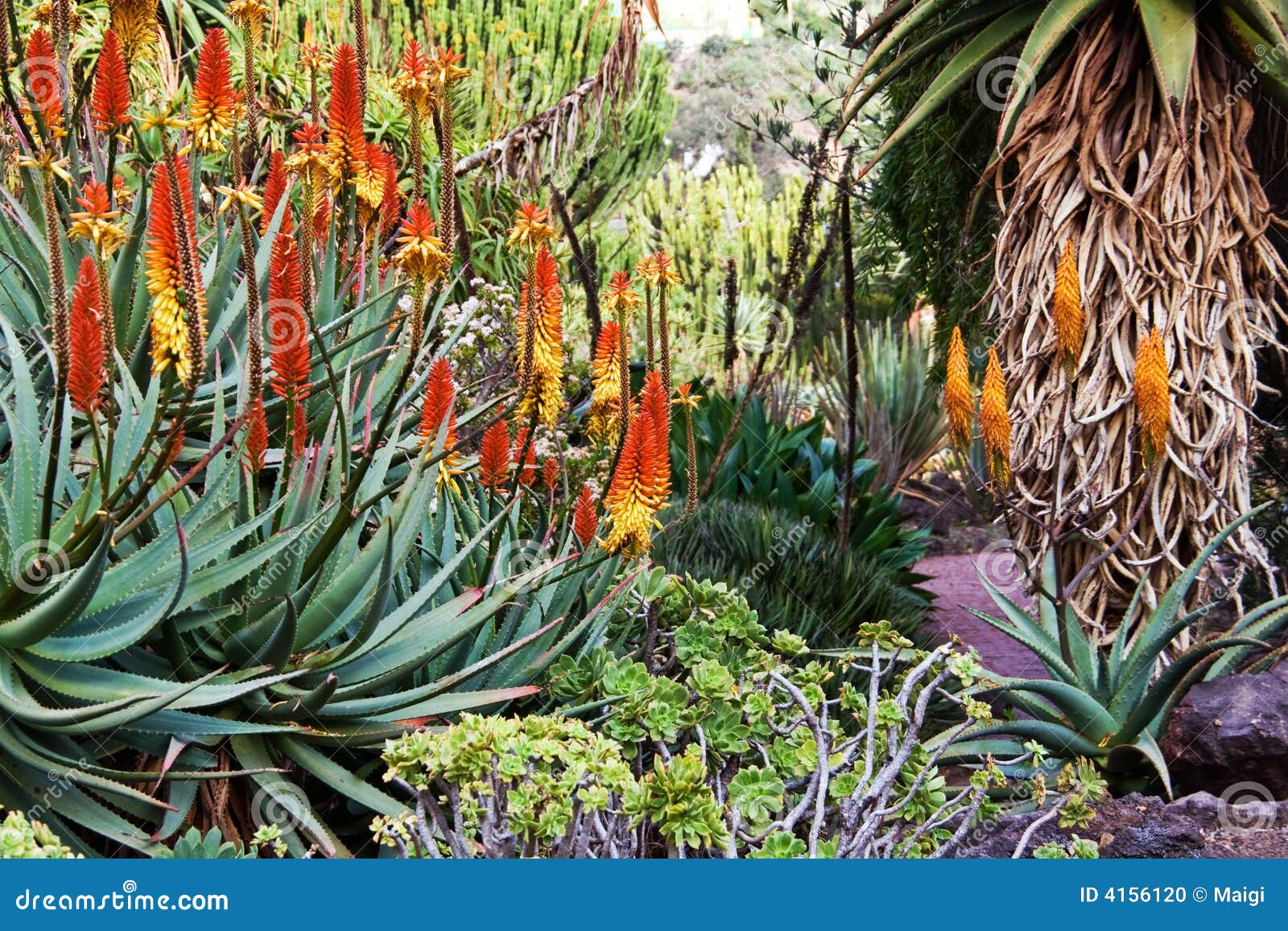 Aloe blooming stock photo. Image of grow, growing, aloe - 4156120