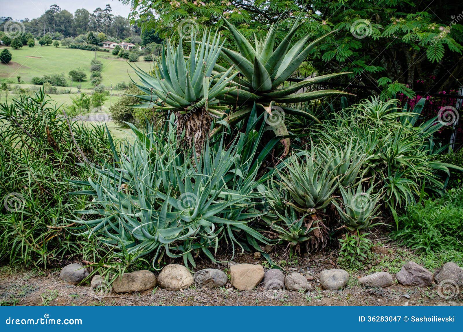 Aloe Bush stock image. Image of tree, landscape, health - 36283047