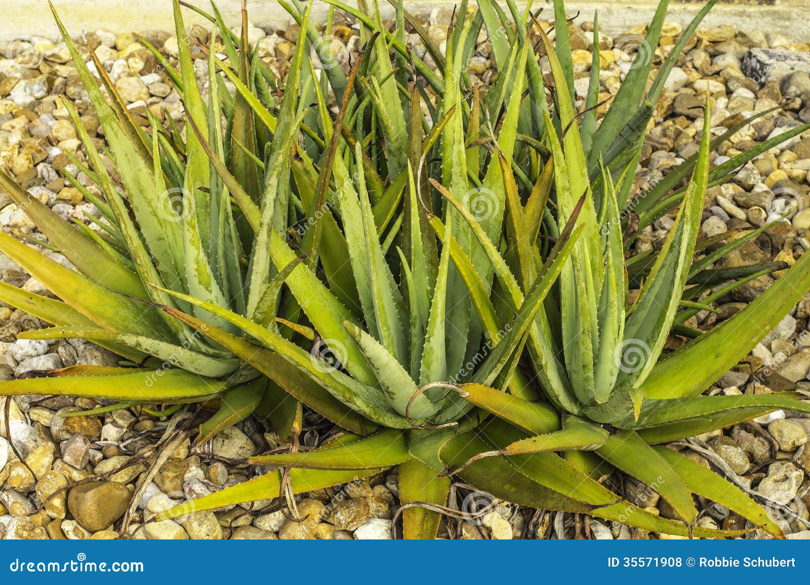 Aloe Cactus Plant stock photo. Image of vera, tropical - 35571908