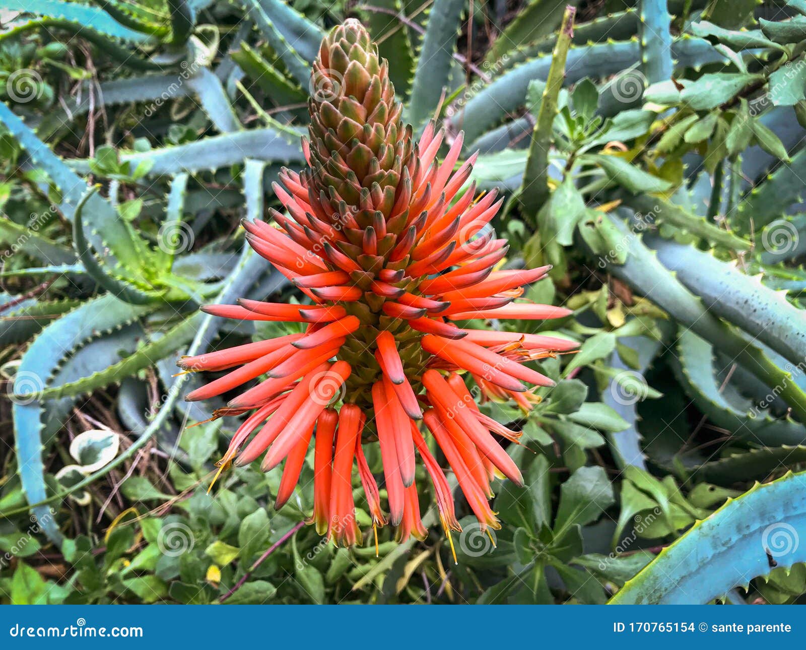 Aloe cactus plant stock photo. Image of flower, agriculture - 170765154