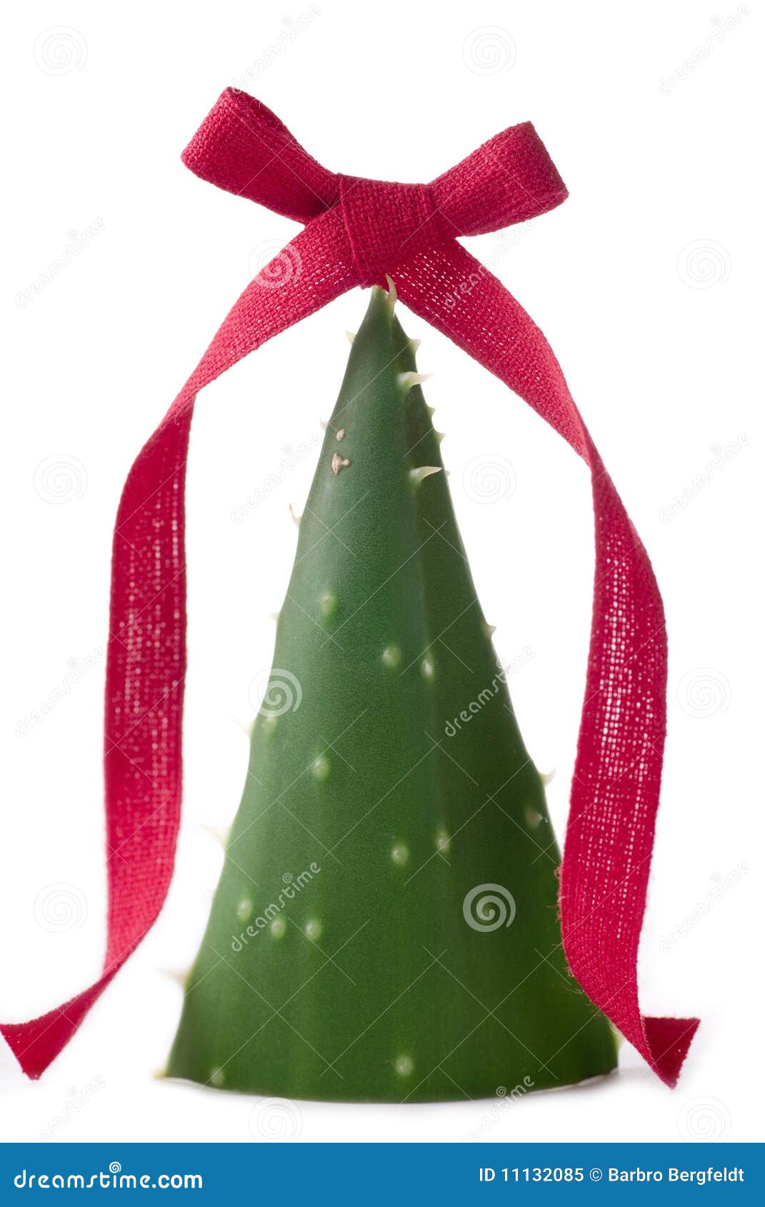 Aloe Christmas Tree stock image. Image of white, ribbon - 11132085