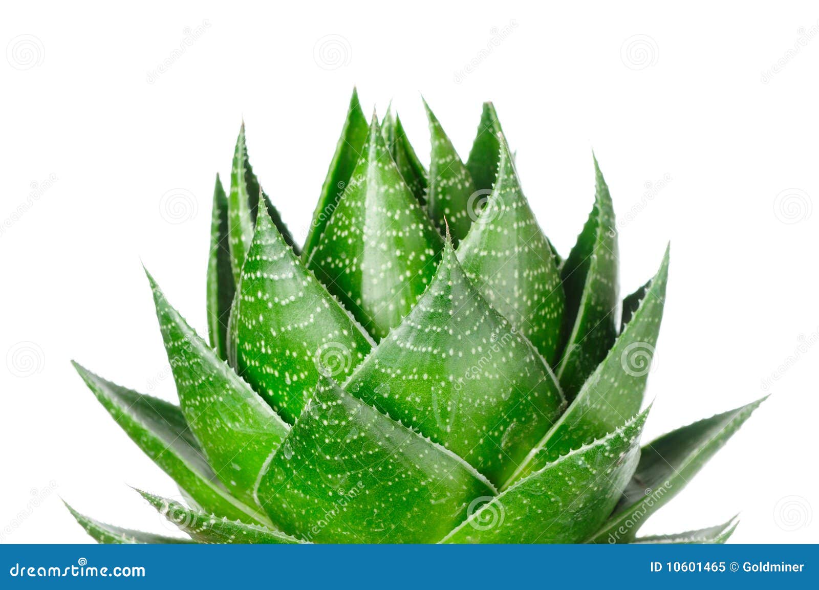 Aloe Cosmo Isolato Su Bianco Immagine Stock - Immagine di salute ...