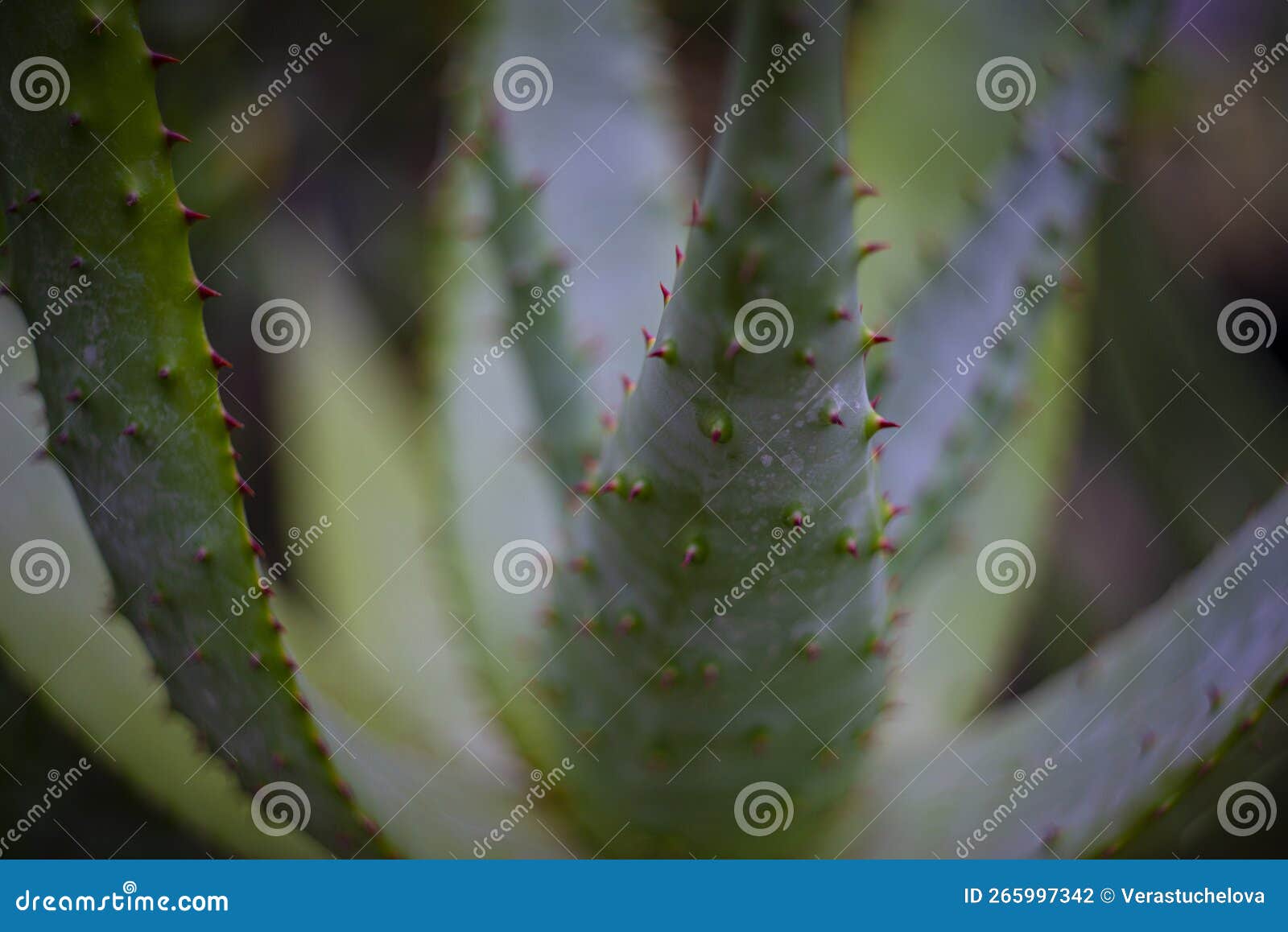 Aloe in the Detail of Leaves with Thorns Stock Photo - Image of aloe ...