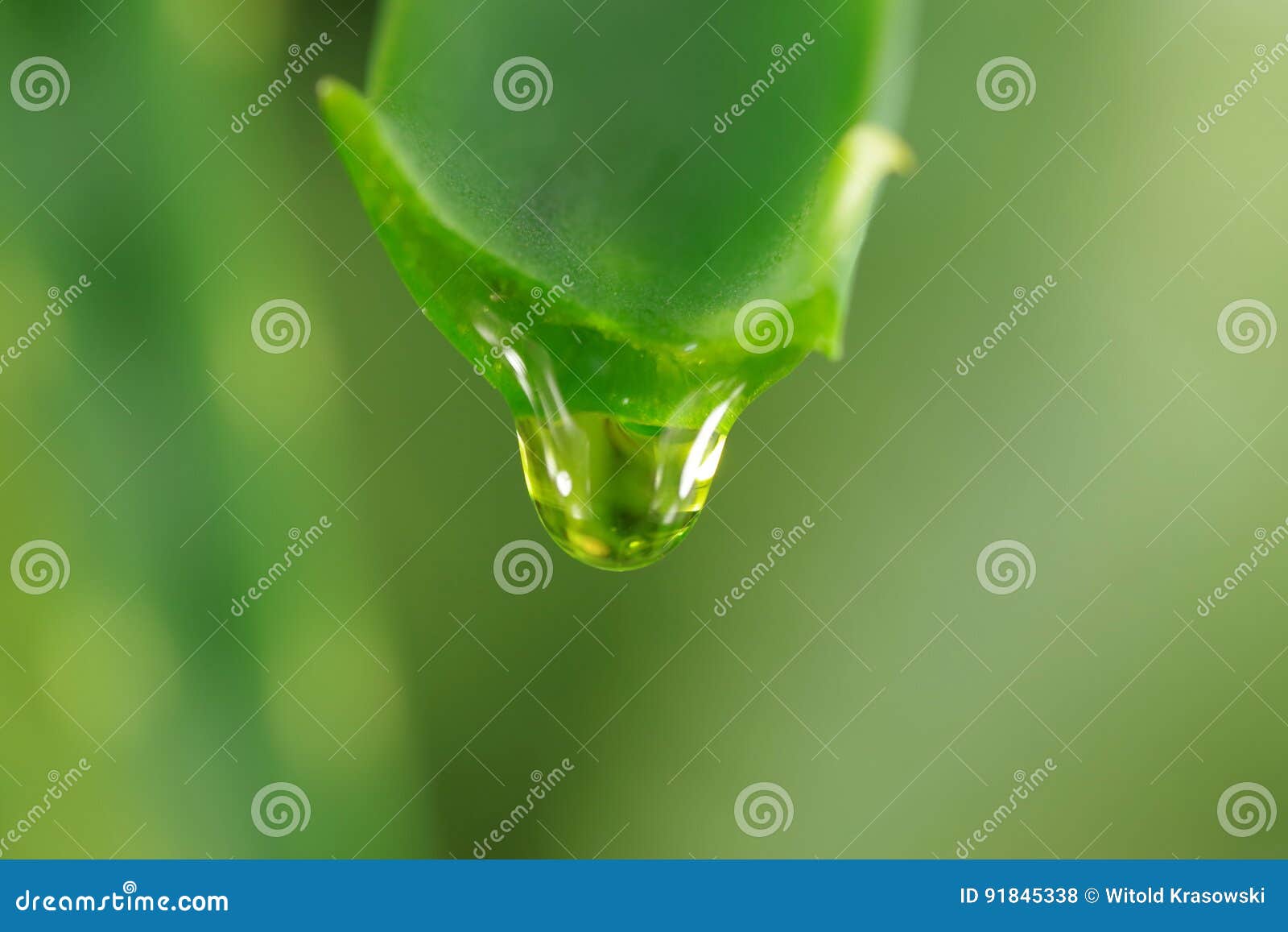 Aloe with Dripping Clear Juice Stock Photo - Image of complementary ...