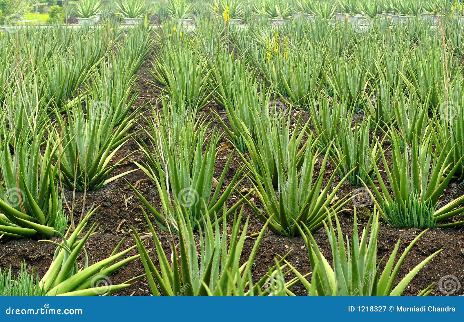 Aloe Farm stock image. Image of farm, cosmetics, aloe - 1218327