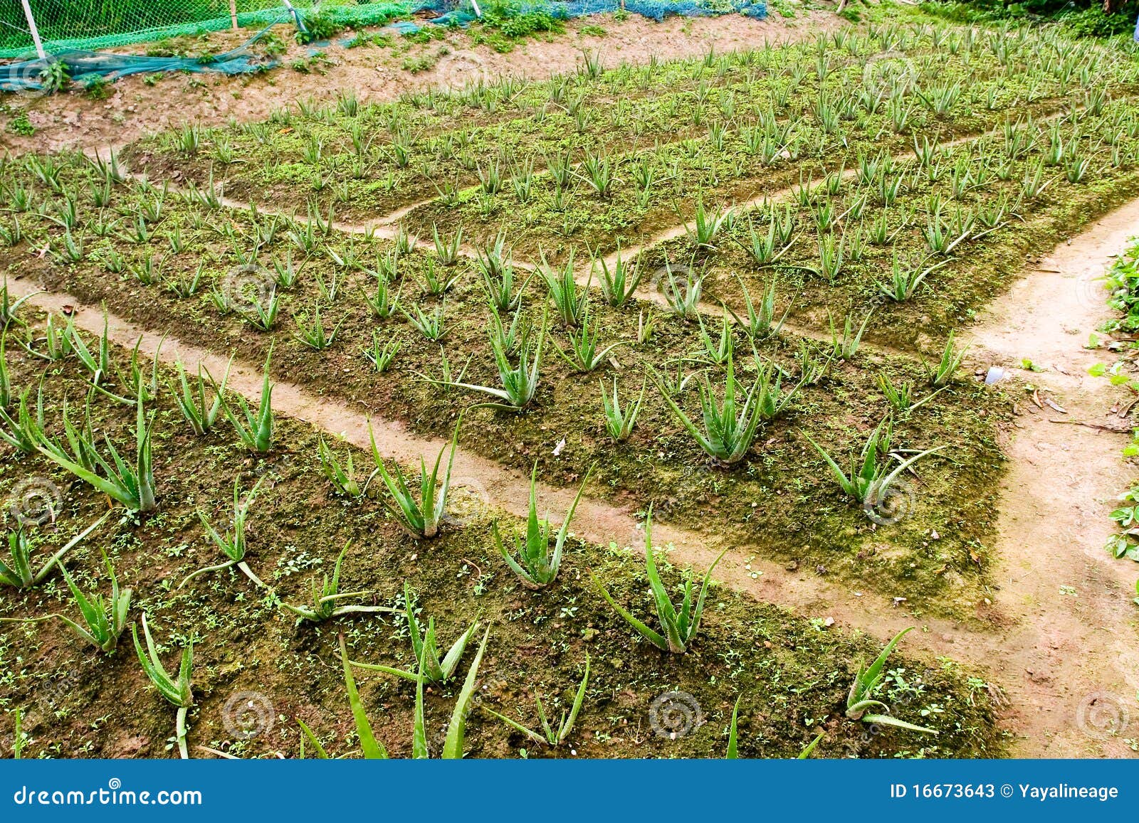 Aloe Farm stock image. Image of crop, agriculture, food - 16673643