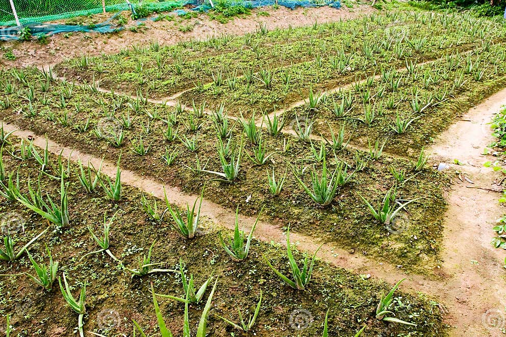Aloe Farm stock image. Image of crop, agriculture, food - 16673643