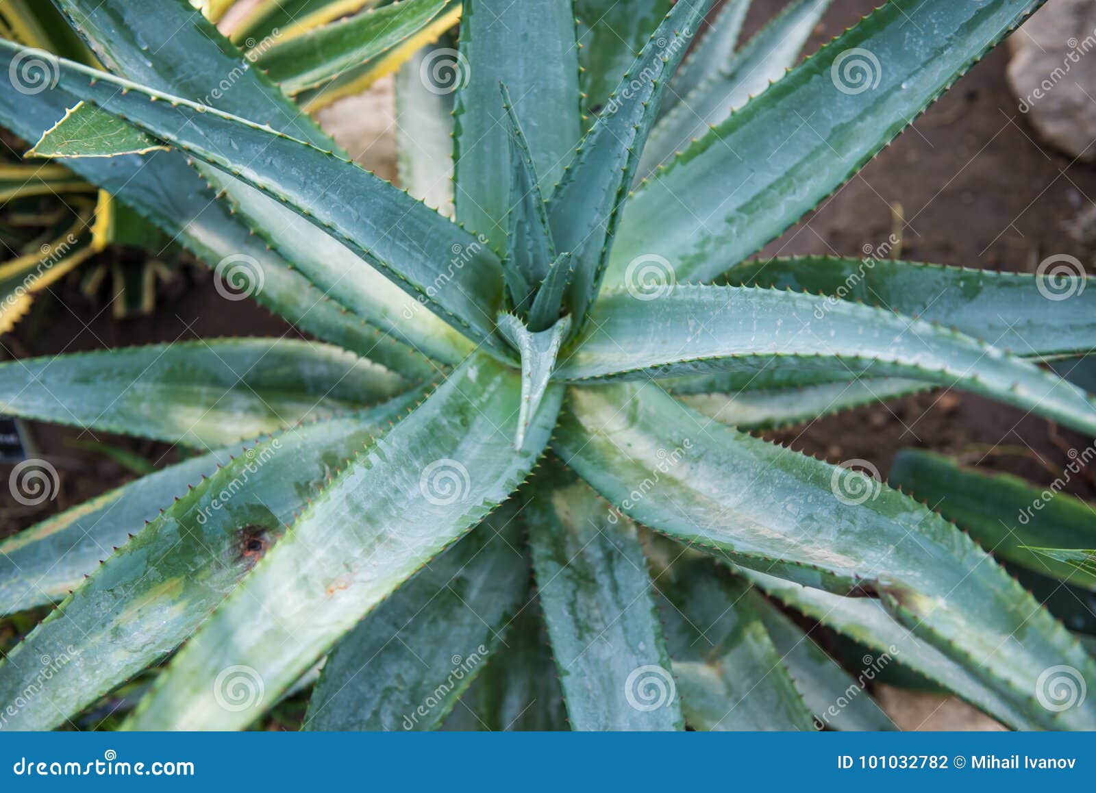 Aloe Ferox fotografia stock. Immagine di nave, indigeno - 101032782