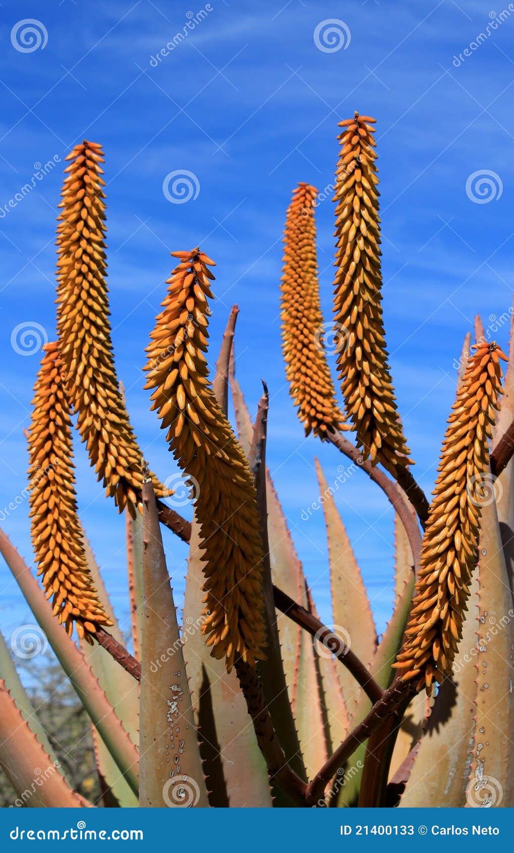 Aloe Ferox (Distributed in Southern Africa) Stock Image - Image of ...