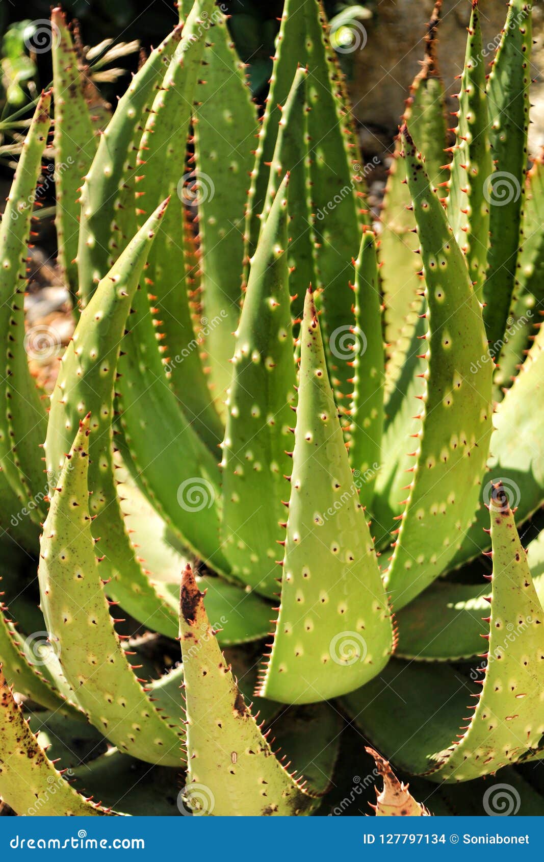 Aloe Ferox plant stock photo. Image of botany, ferox - 127797134