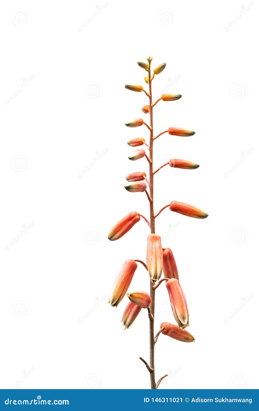 Aloe Flower Has a Beautiful Orange Color on a White Background Stock ...