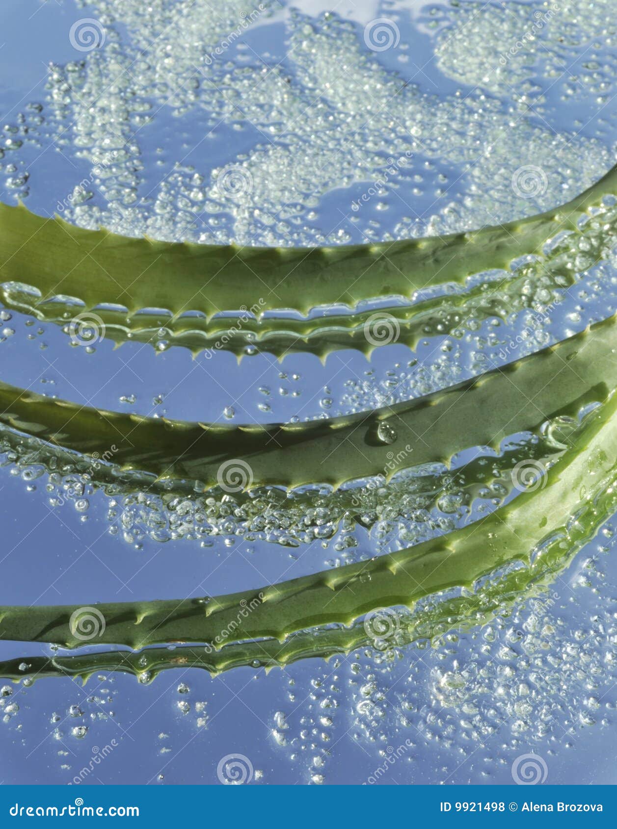 Aloe and Green Crystals of Sea Salt Stock Photo - Image of attention ...