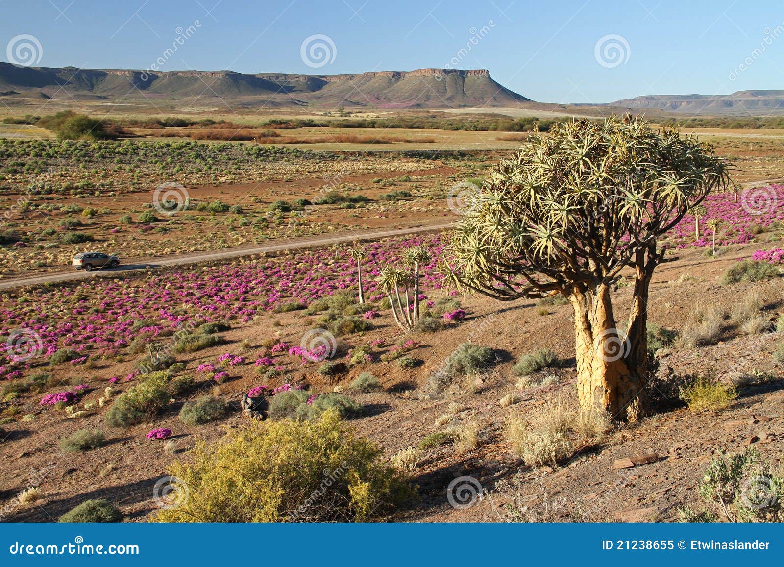 Aloe landscape stock image. Image of namaqualand, nieuwoudtville - 21238655