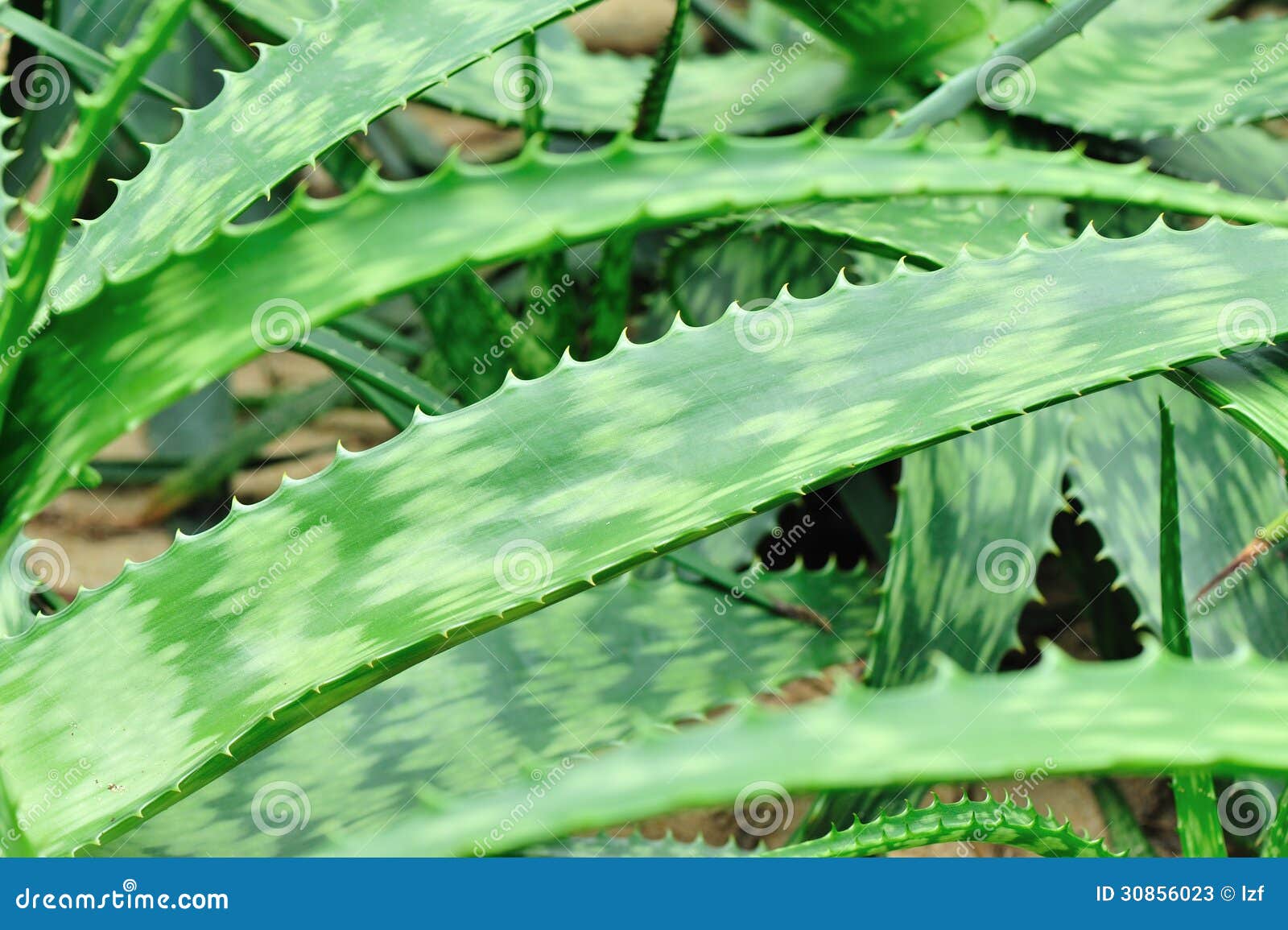Aloe leaf stock image. Image of botany, fresh, closeup - 30856023